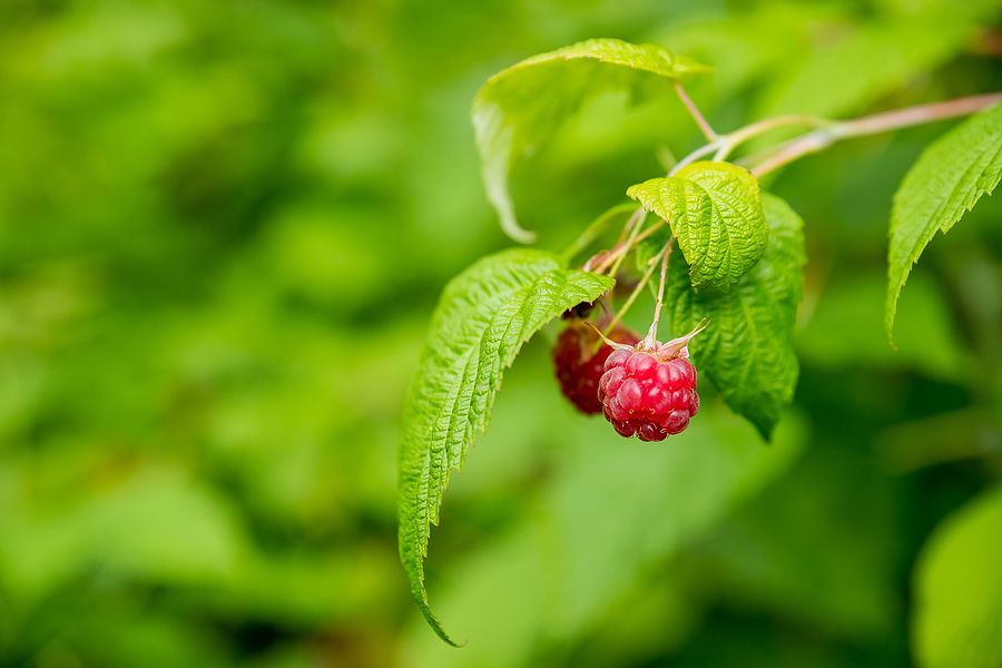 Generating new plant varieties of berries: a constant challenge ...